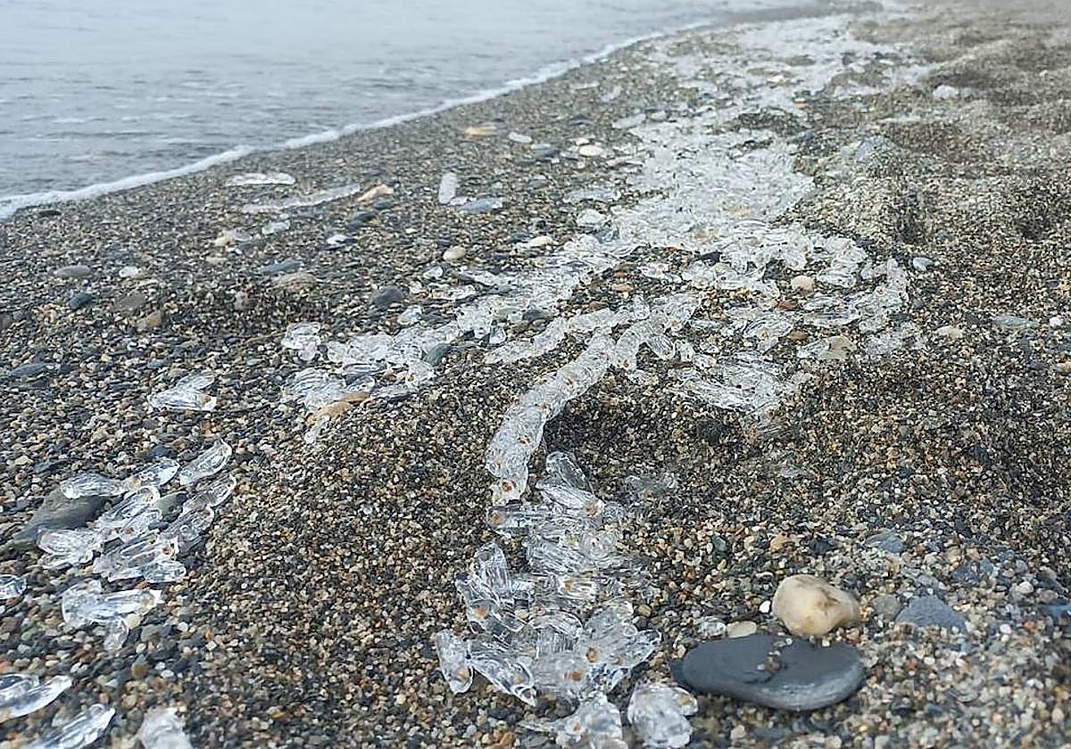 El temporal trae a las playas de Torrenueva y Motril una 'invasión' de salpas | Ideal